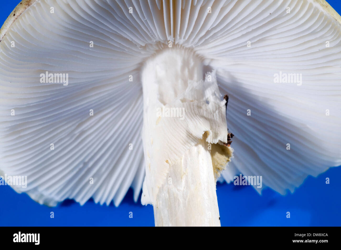 Death cap hi-res stock photography and images - Alamy