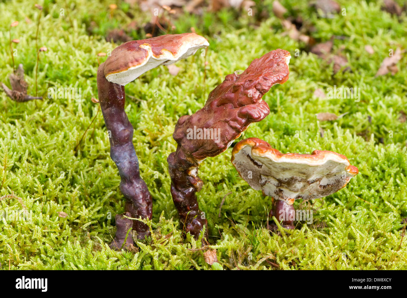Fungus, Reishi Mushroom Stock Photo - Alamy