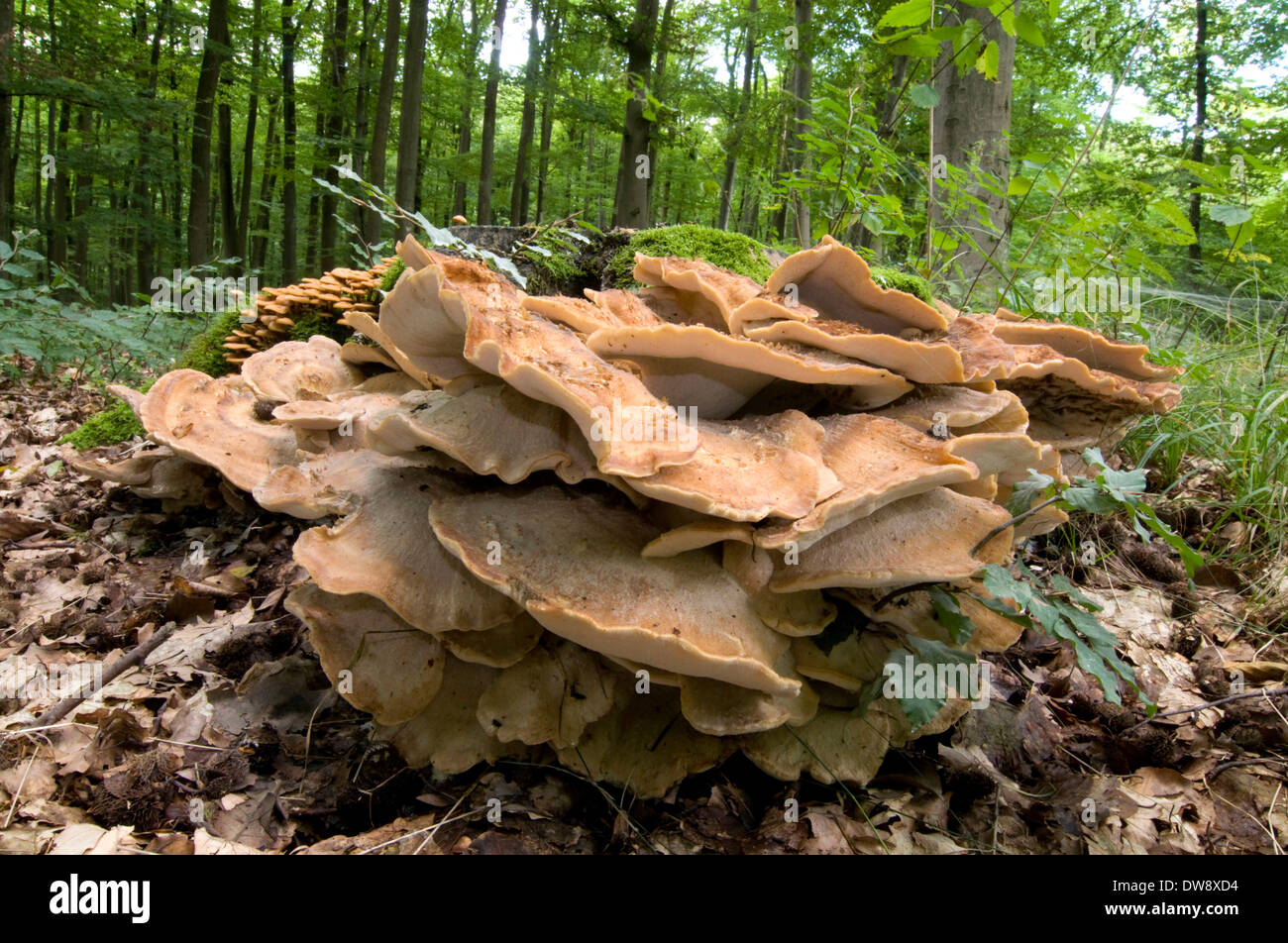 Giant polypore mushroom hi-res stock photography and images - Alamy