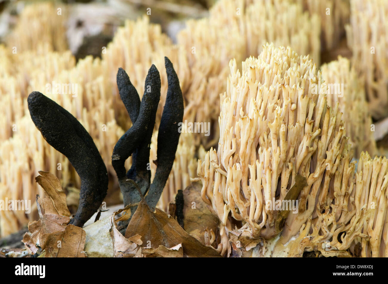 Dead Man's Fingers Stock Photo - Alamy