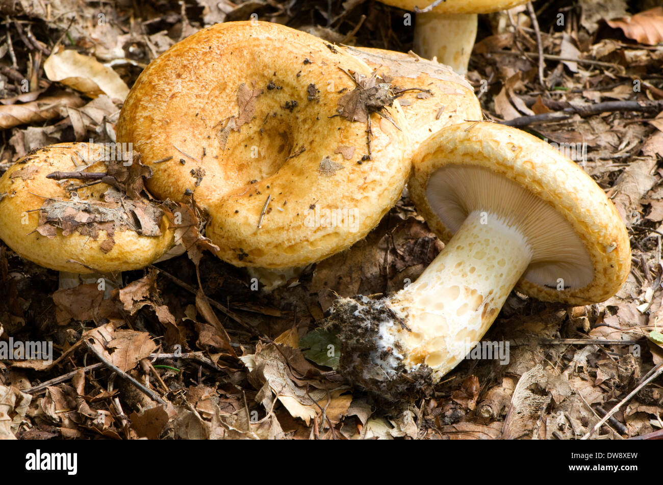 Milkcap hi-res stock photography and images - Alamy