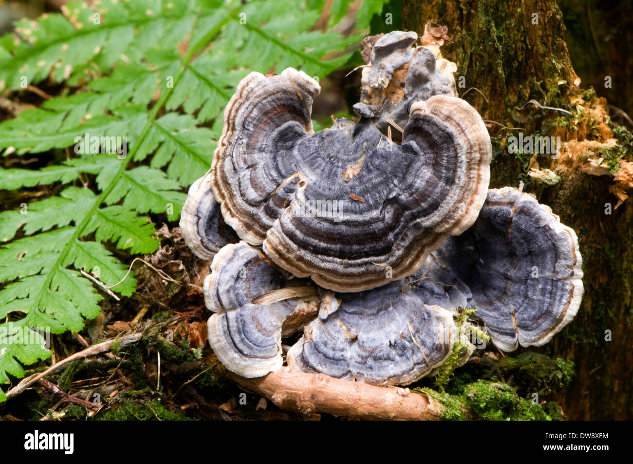 Many zoned polypore hi-res stock photography and images - Alamy