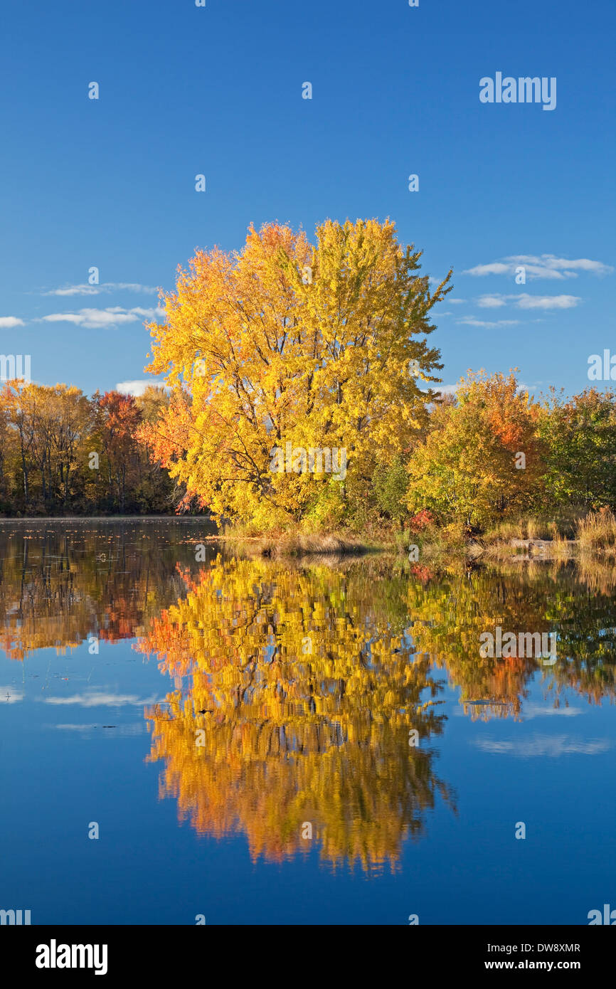 Rivers and trees hi-res stock photography and images - Alamy