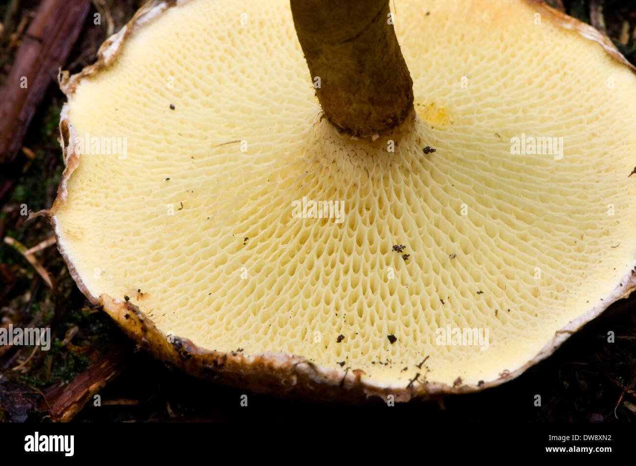 Close up suillus mushroom hi-res stock photography and images - Alamy
