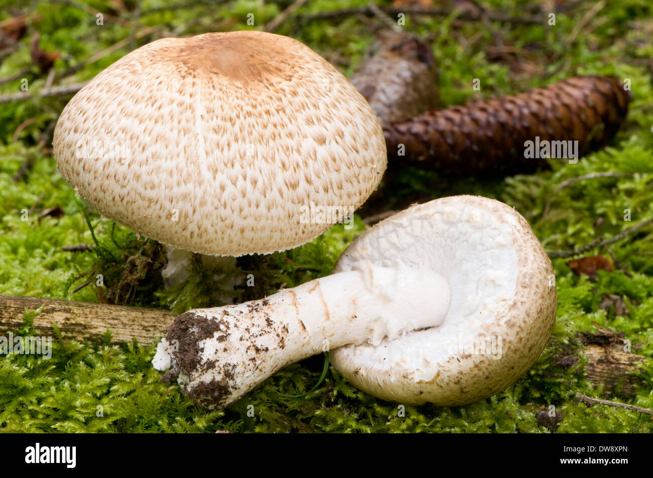 Agaricus augustus hi-res stock photography and images - Alamy