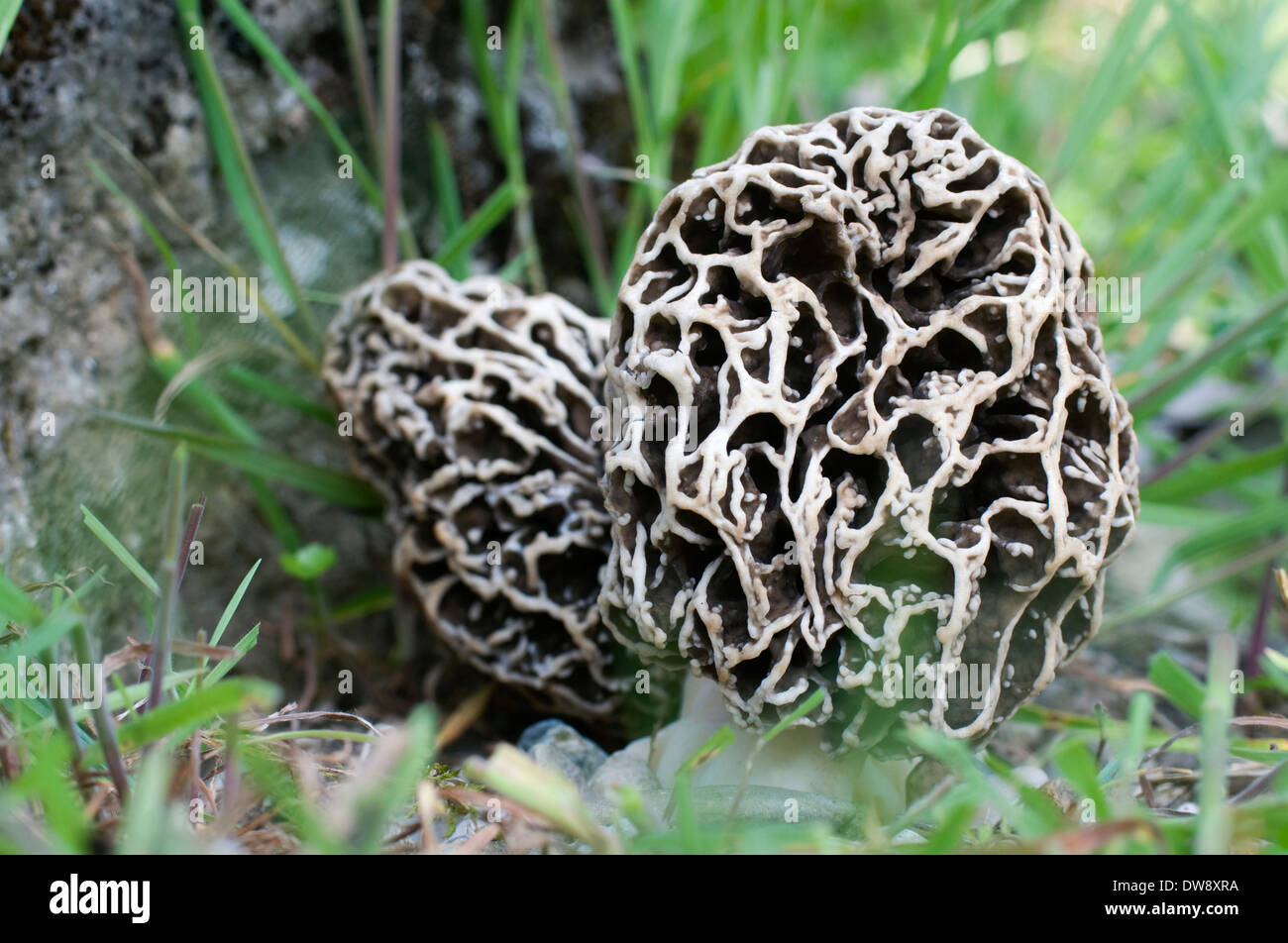 Morel hi-res stock photography and images - Alamy