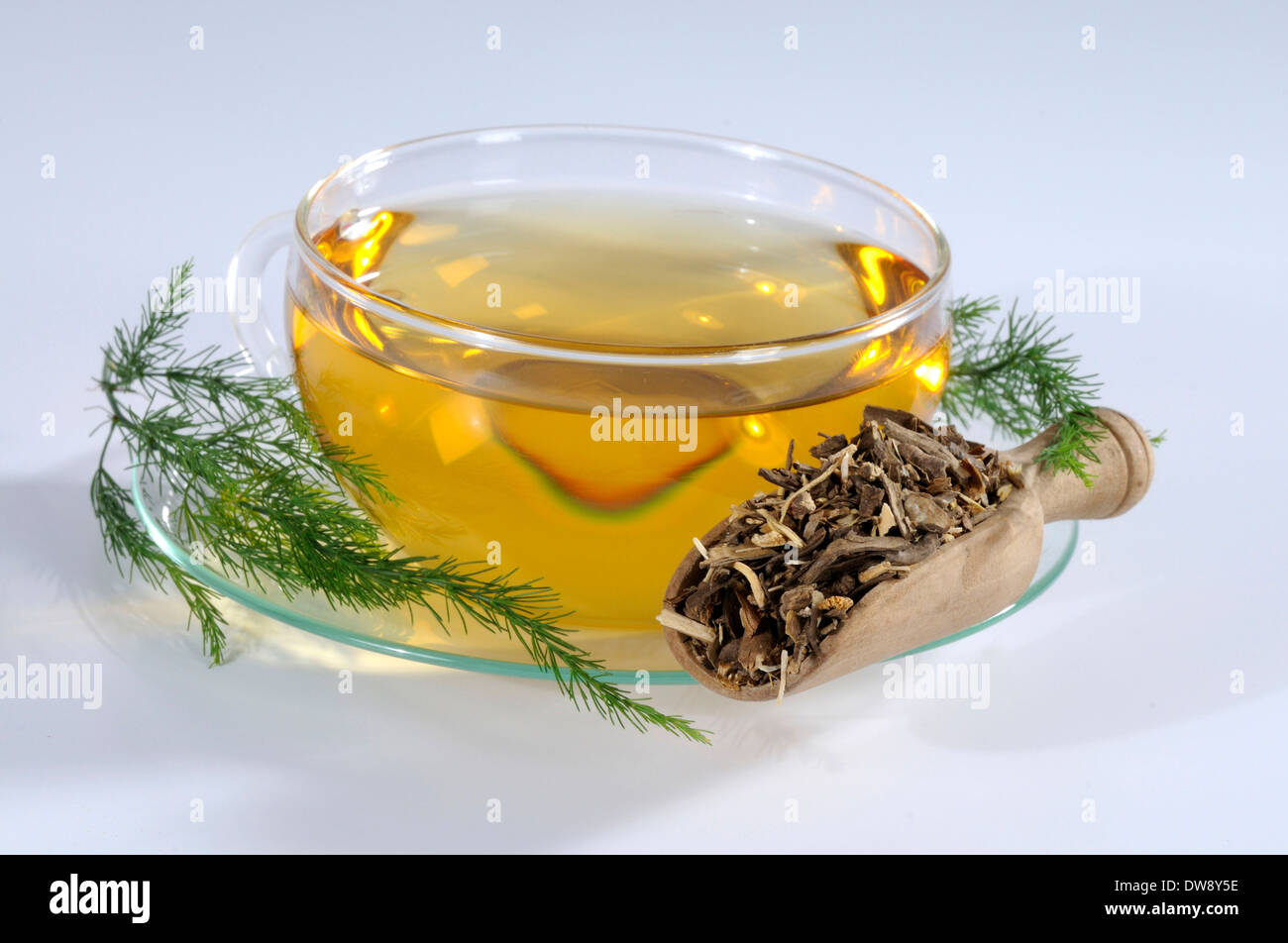 Chinese asparagus root hi-res stock photography and images - Alamy