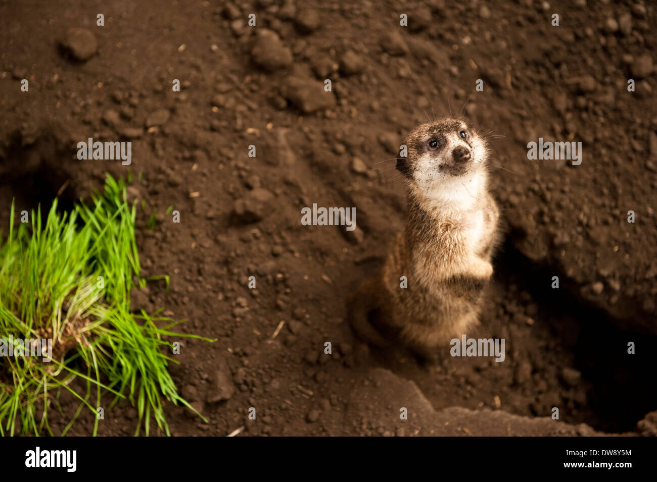 Dirty meerkat hi-res stock photography and images - Alamy