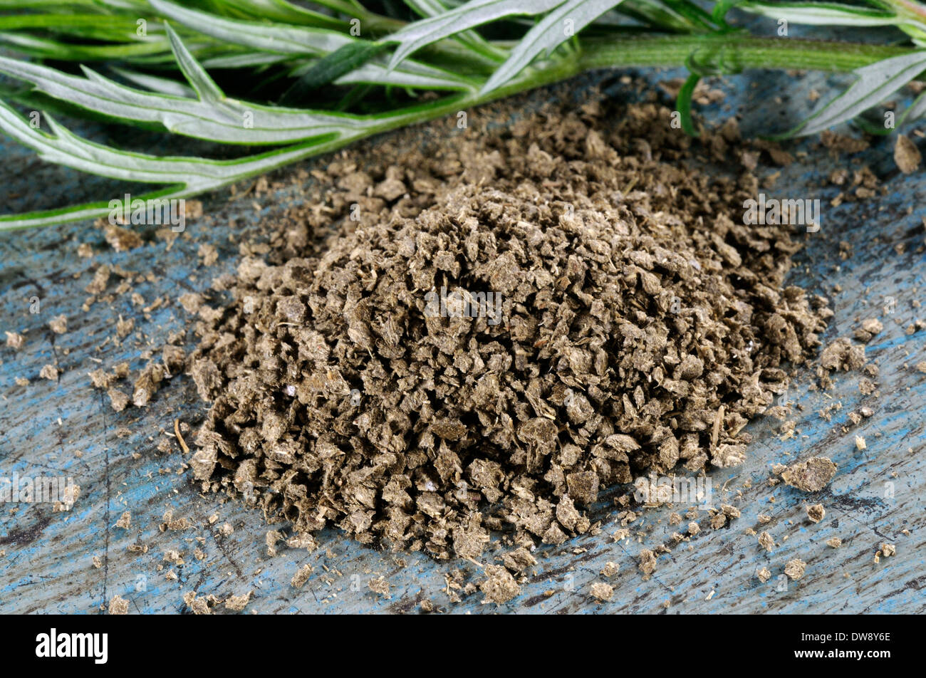 Mugwort hi-res stock photography and images - Alamy