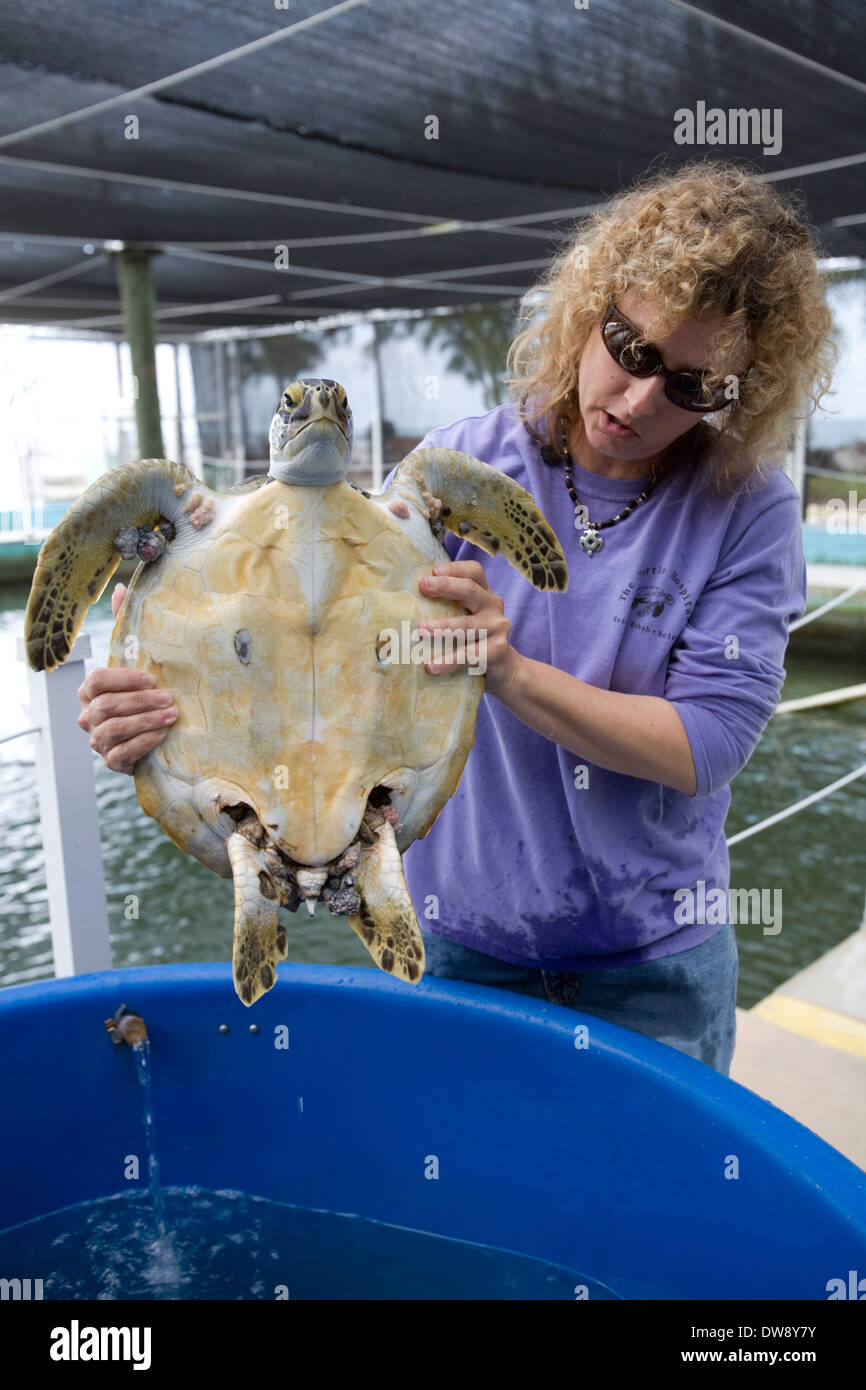 A green sea turtle with viral tumors called fibropapilloma, The Turtle ...