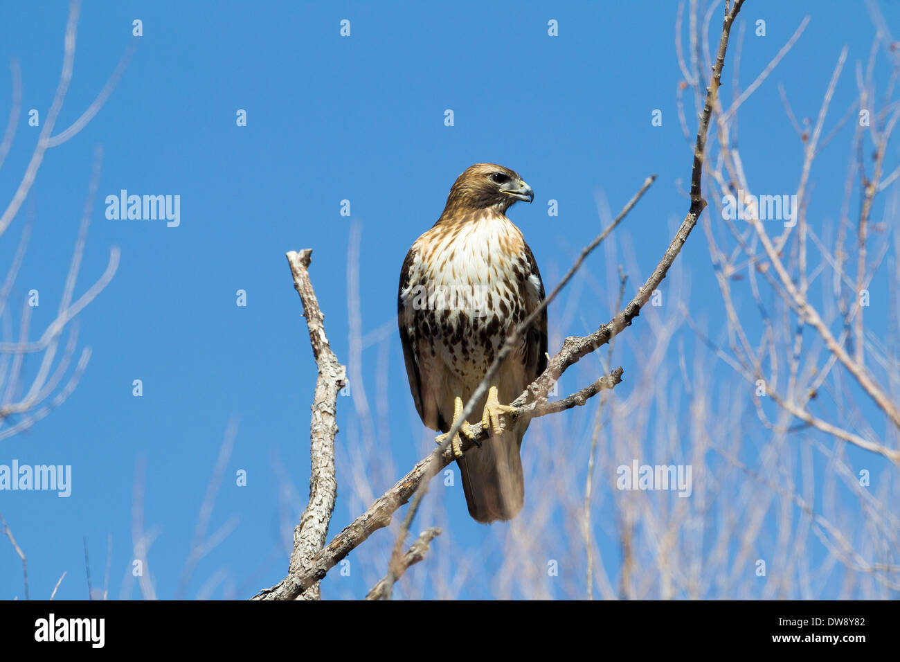 a red-tailed hawk in new mexico Stock Photo - Alamy
