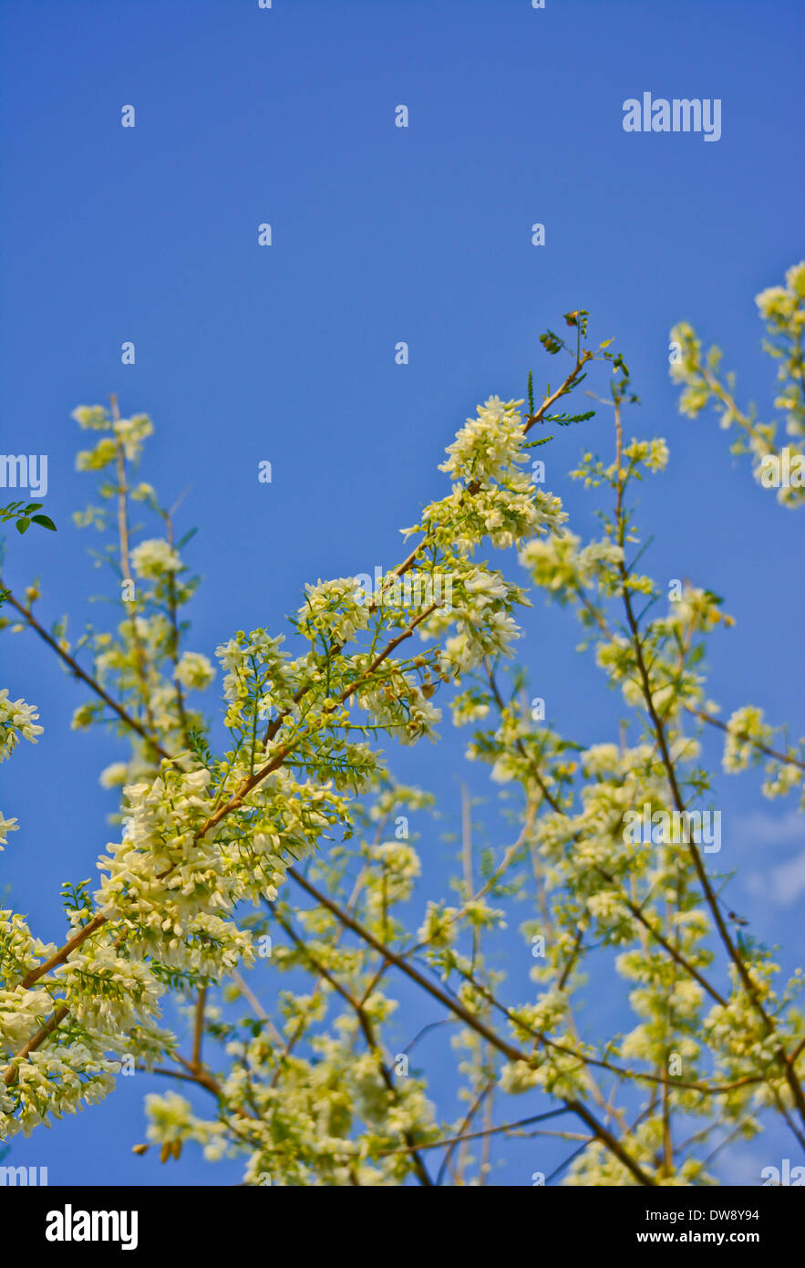 close-up quick stick flower and blue sky background Stock Photo - Alamy