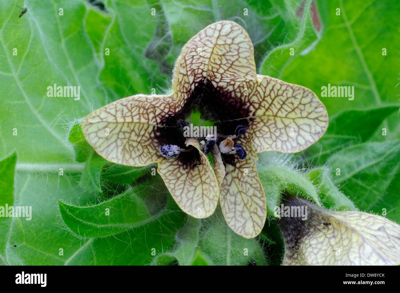 Black henbane hyoscyamus niger hi-res stock photography and images - Alamy