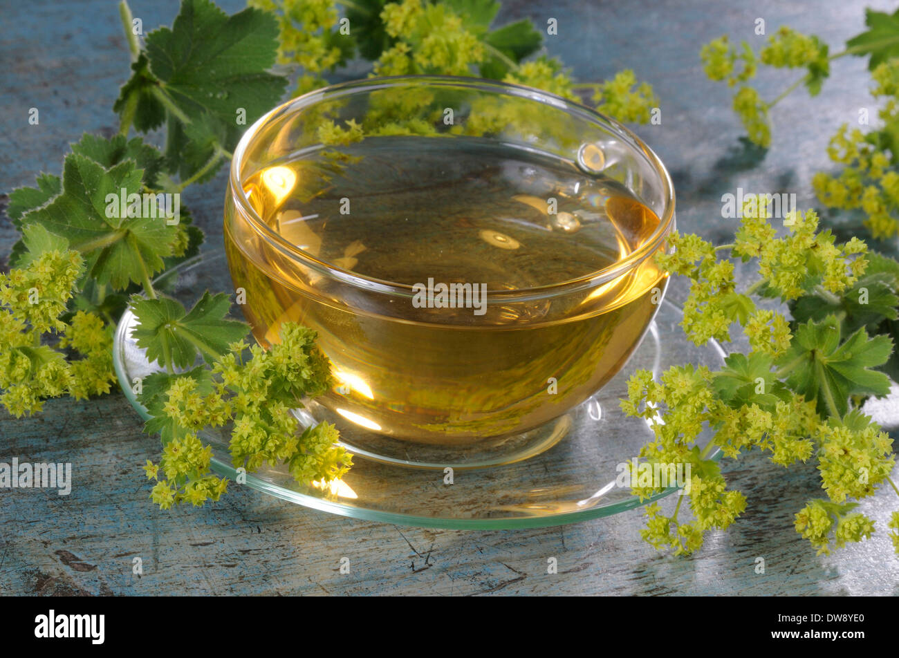 Cup of ladys mantle tea hi-res stock photography and images - Alamy