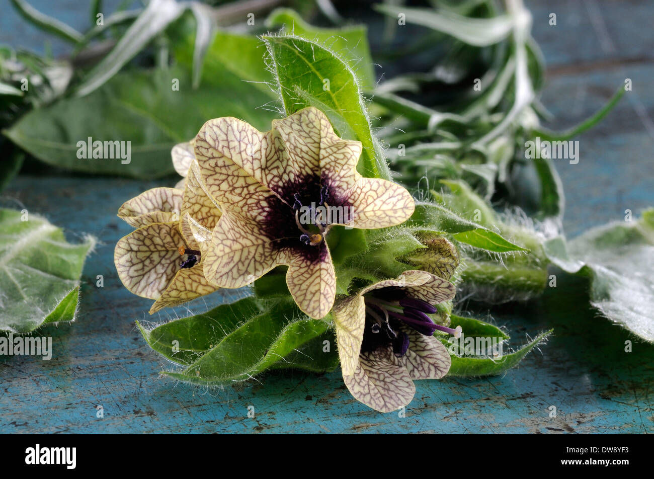 Black henbane hi-res stock photography and images - Alamy