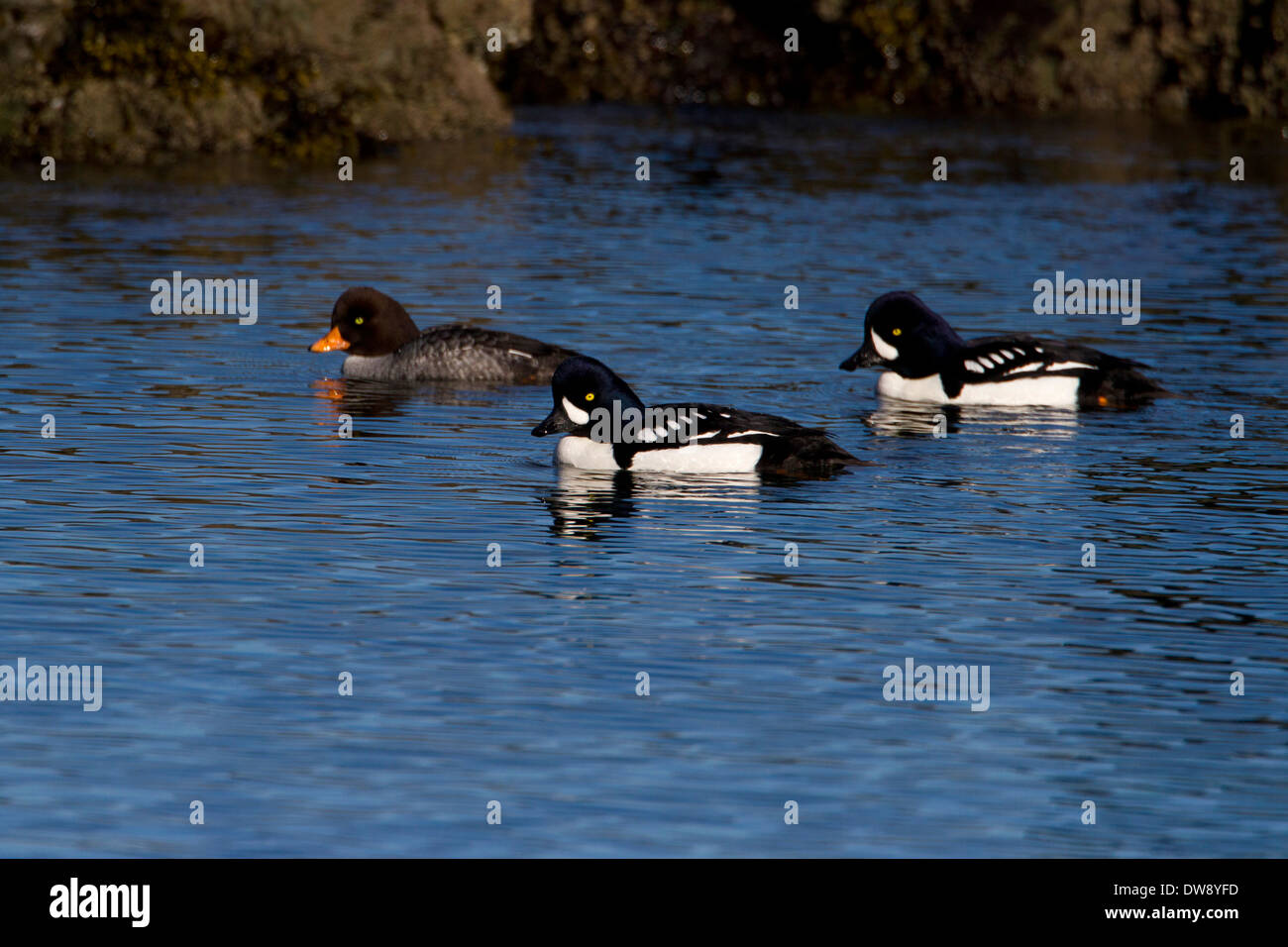 Barrow's Goldeneye (Bucephala islandica) male & female on ocean at Neck ...