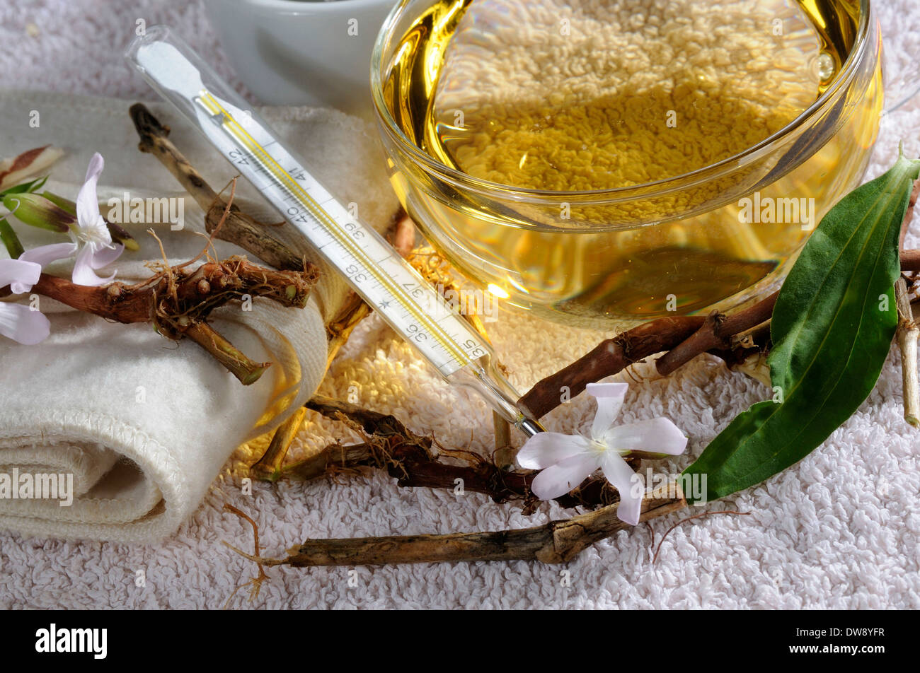 Common Soapwort root tea Stock Photo - Alamy