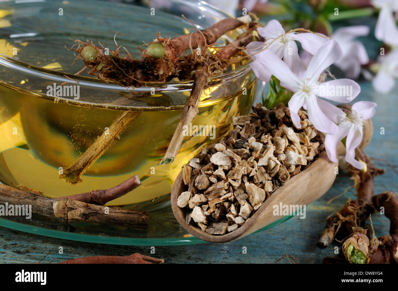 Cup of common soapwort tea hi-res stock photography and images - Alamy