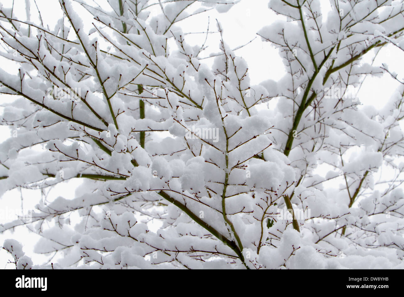 Winter snow scene showing snow covered tree along coastline in north ...