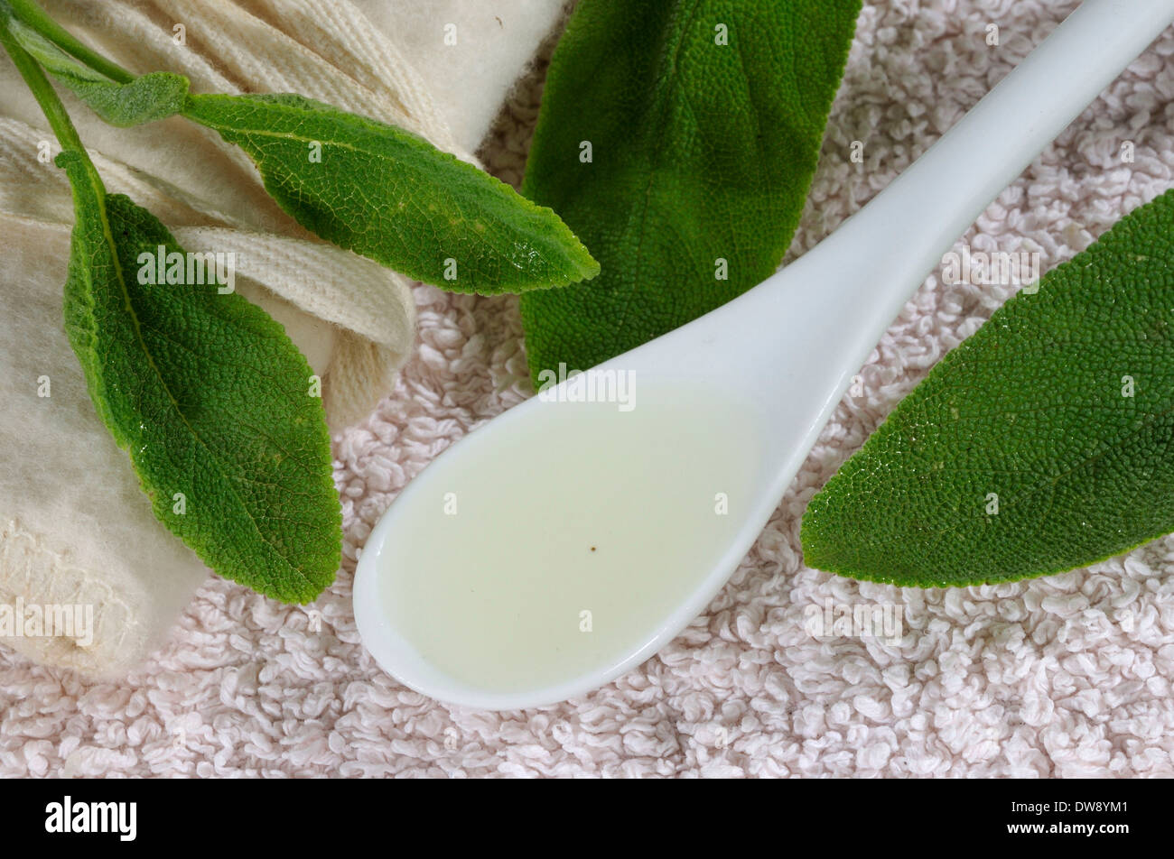 Sage Oil Salvia Officinalis High Resolution Stock Photography and ...