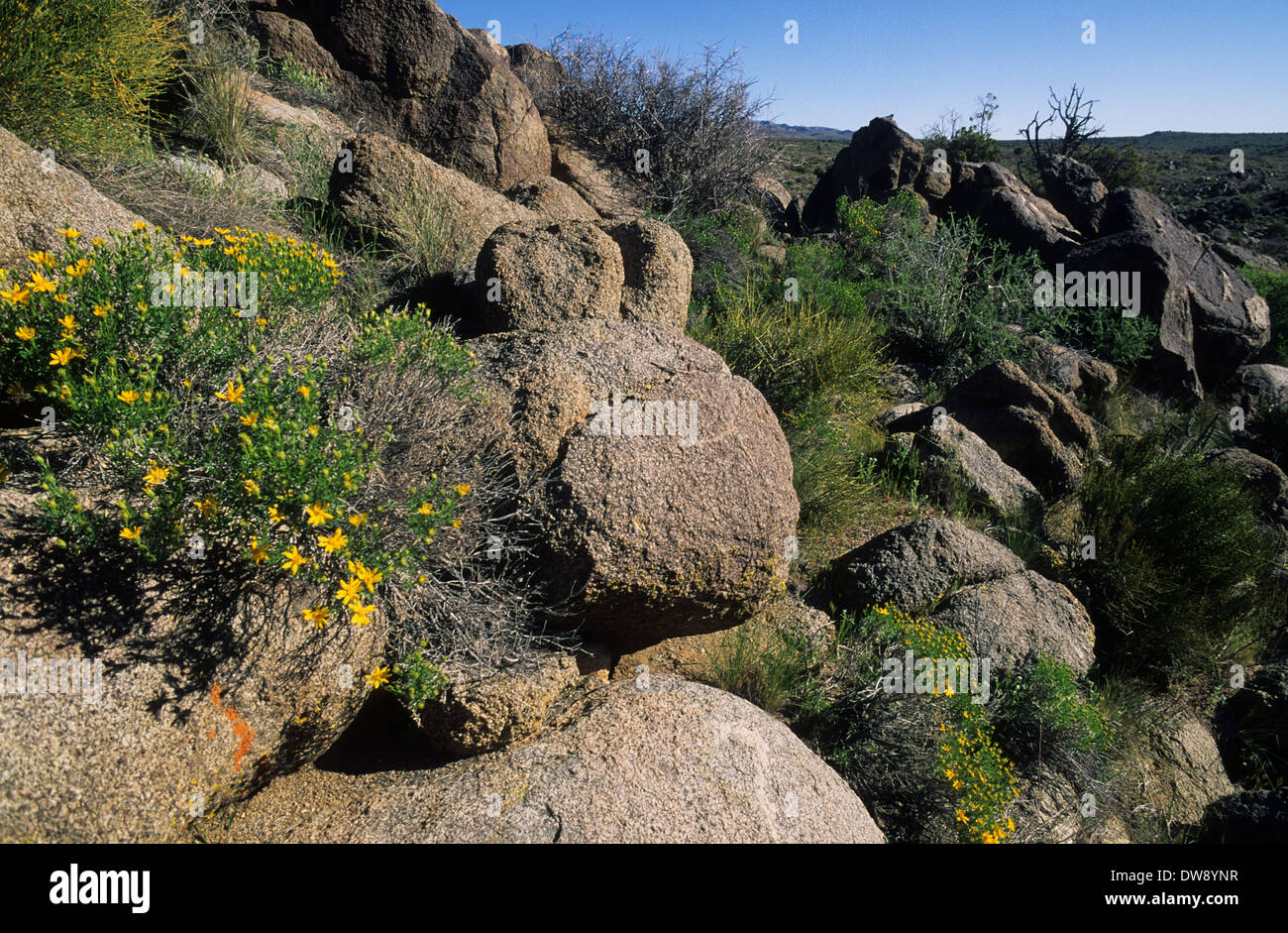 Mojave desert flowers hi-res stock photography and images - Alamy