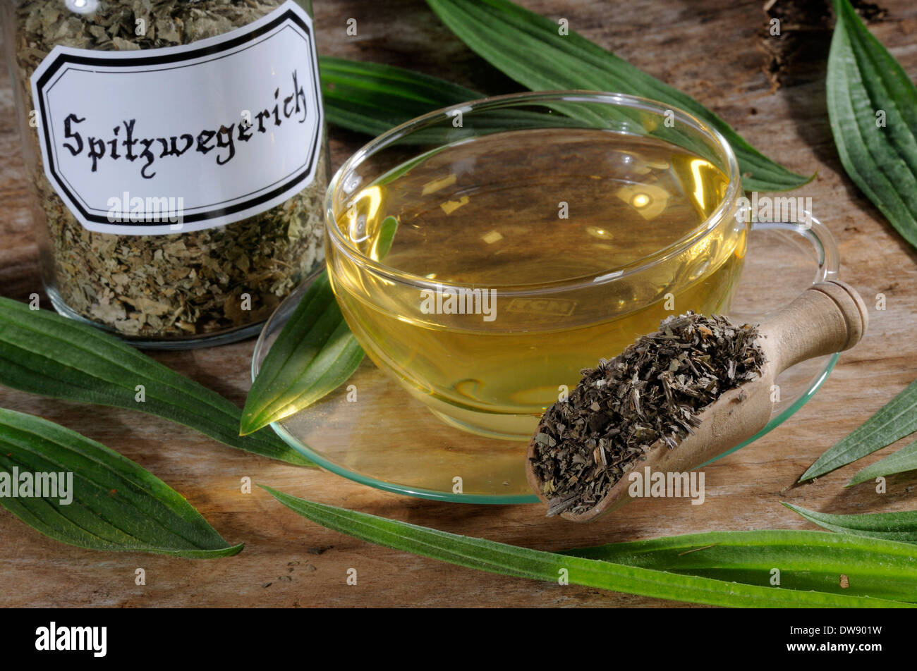 English Plantain tea Stock Photo - Alamy