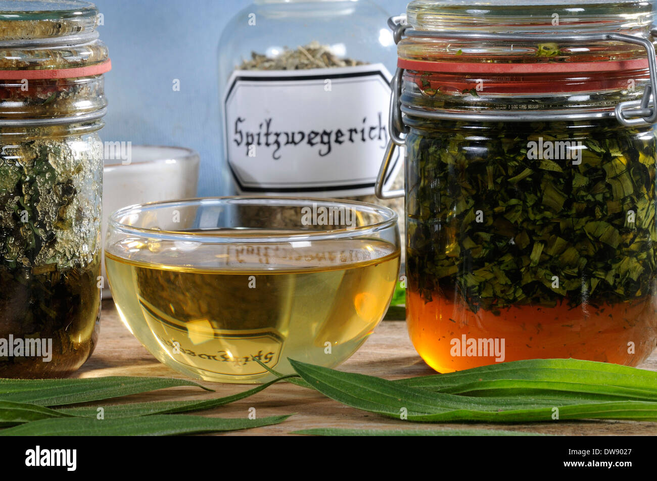 English Plantain tea Stock Photo - Alamy