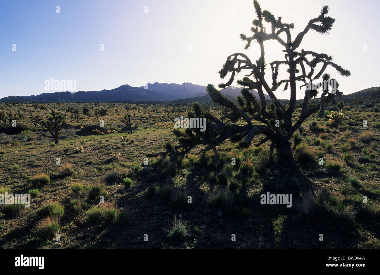 Caruthers canyon hi-res stock photography and images - Alamy