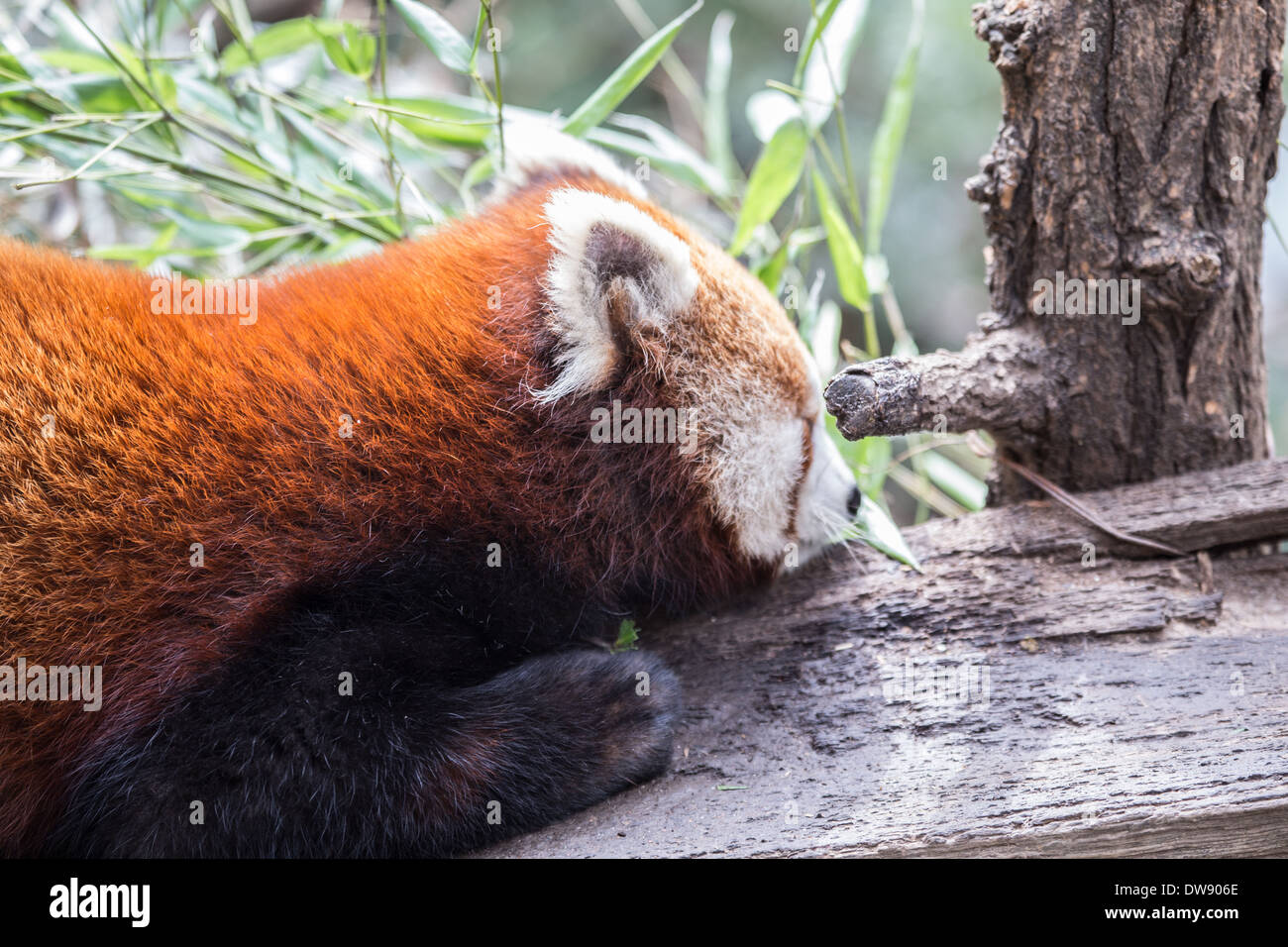 Red pandas in a zoo Stock Photo - Alamy