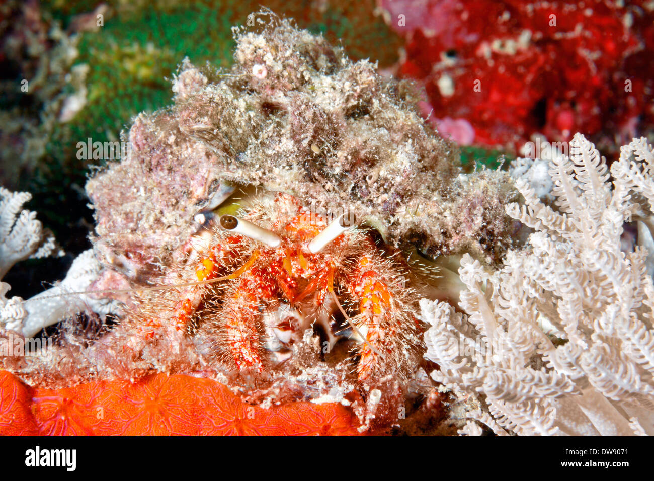 Red hairy hermit crab hi-res stock photography and images - Alamy