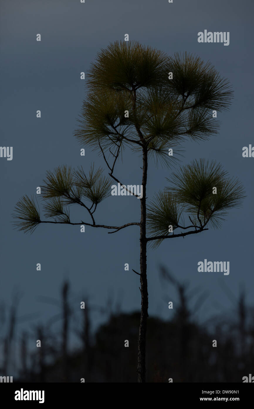 Pinus soo hi-res stock photography and images - Alamy