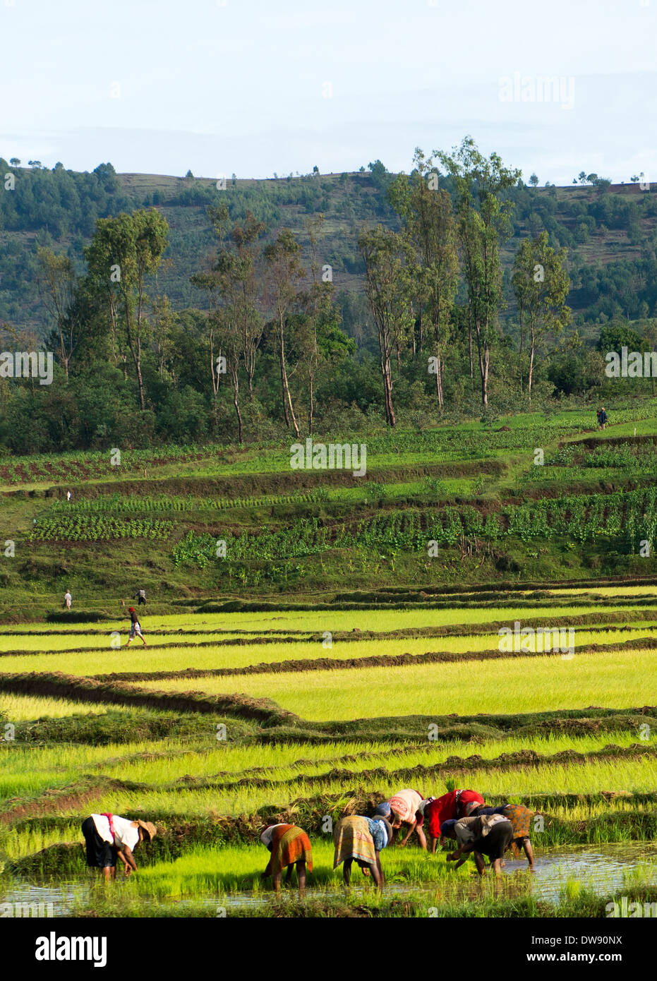 Paddy field cultivation in Central Madagascar Stock Photo - Alamy