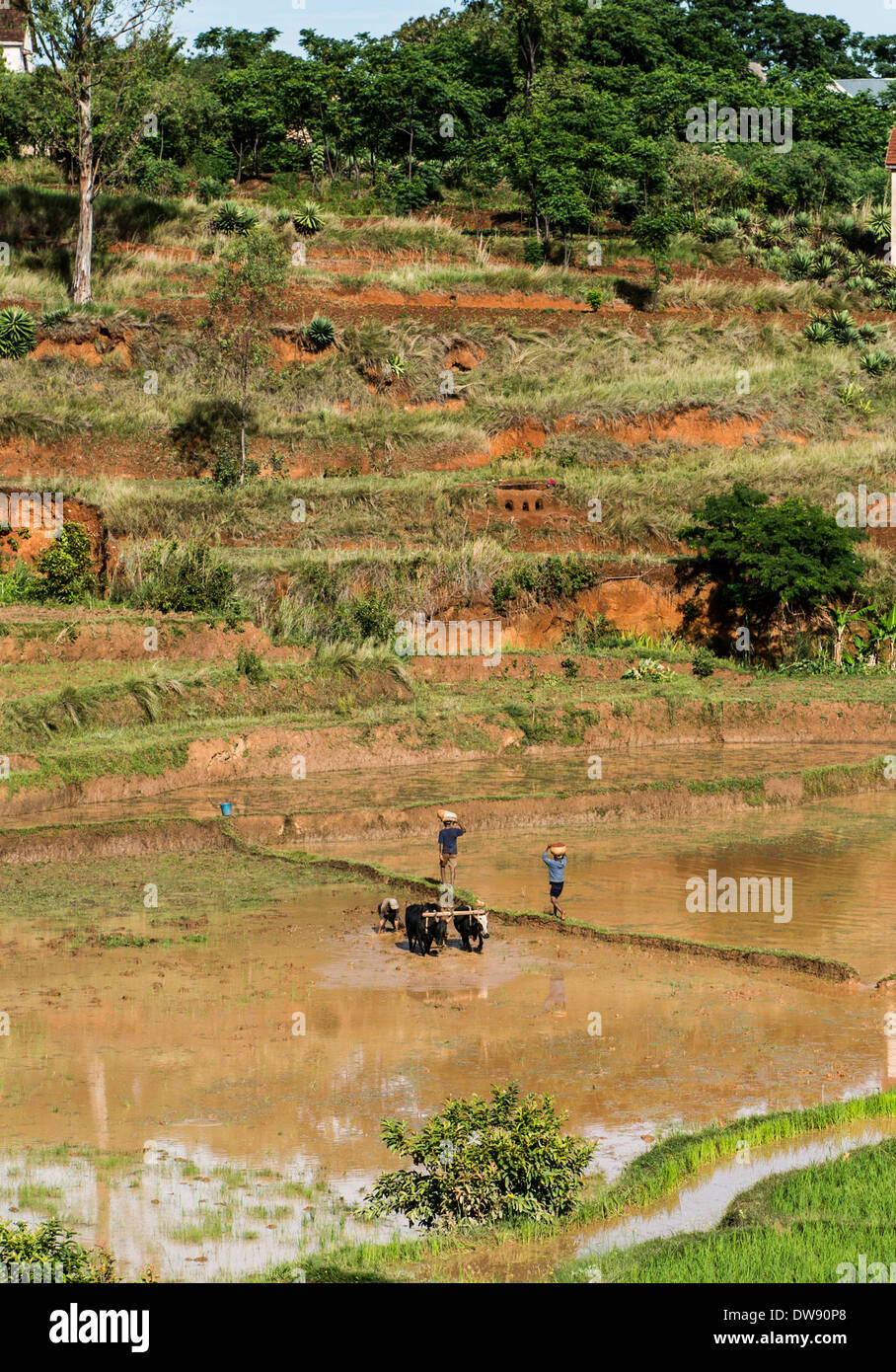 Paddy field cultivation in Central Madagascar Stock Photo - Alamy