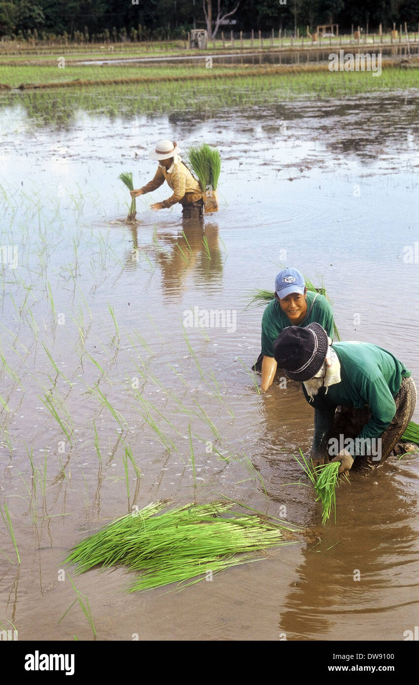 Transplanting Bario rice seedlings in the paddy fields of the Kelabit ...