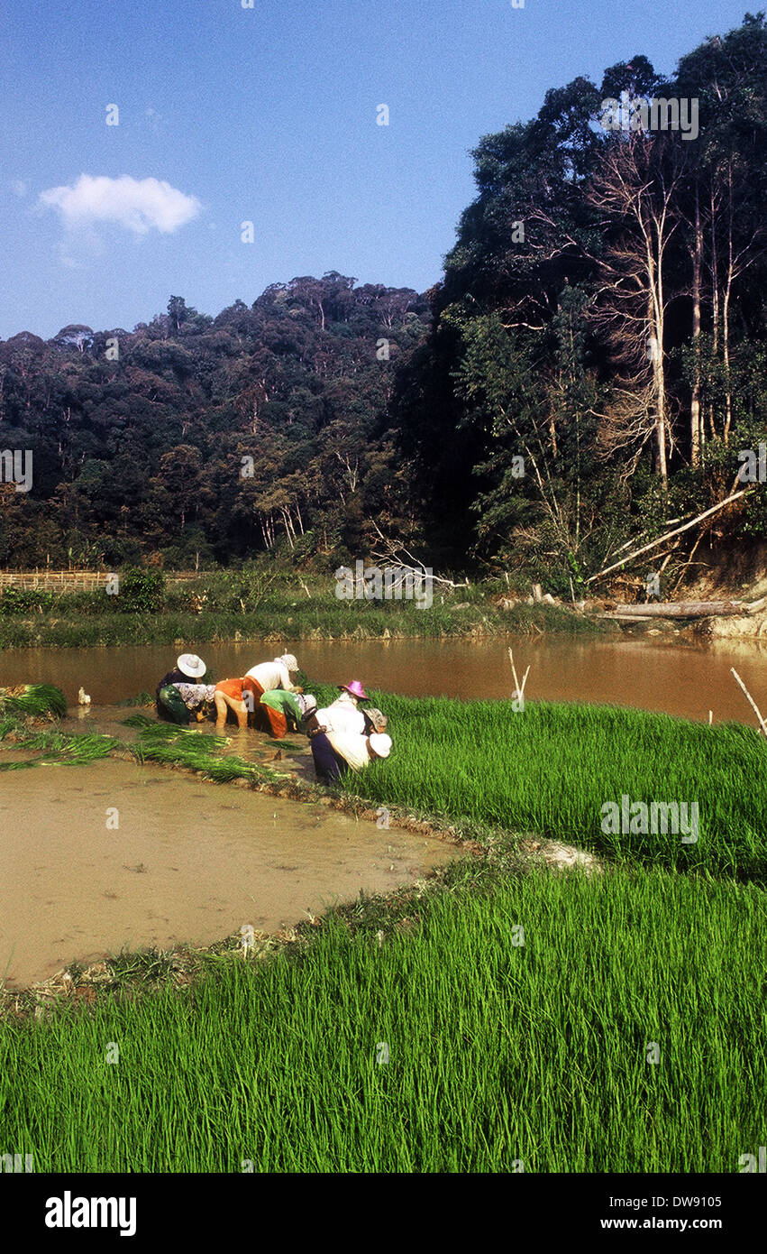 Bario sarawak hi-res stock photography and images - Alamy