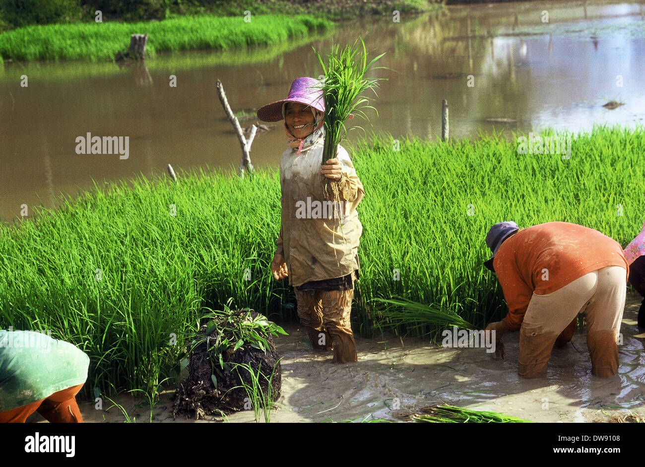 Transplanting Bario rice seedlings in the paddy fields of the Kelabit ...