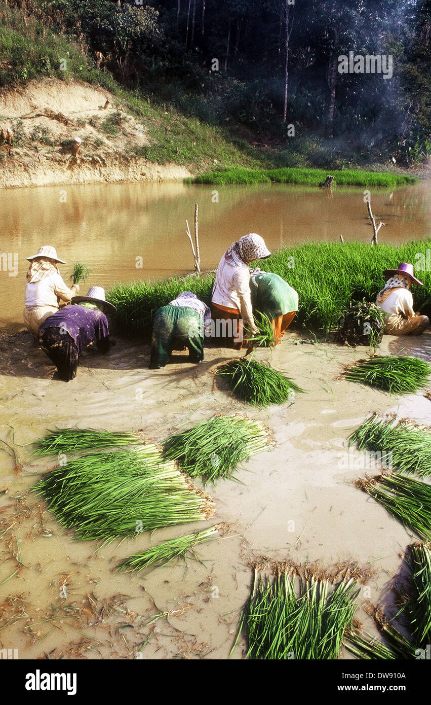 Bario rice hi-res stock photography and images - Alamy