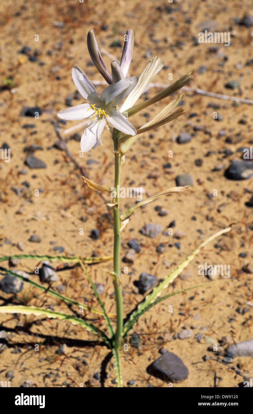 Desert lily mojave national preserve hi-res stock photography and ...