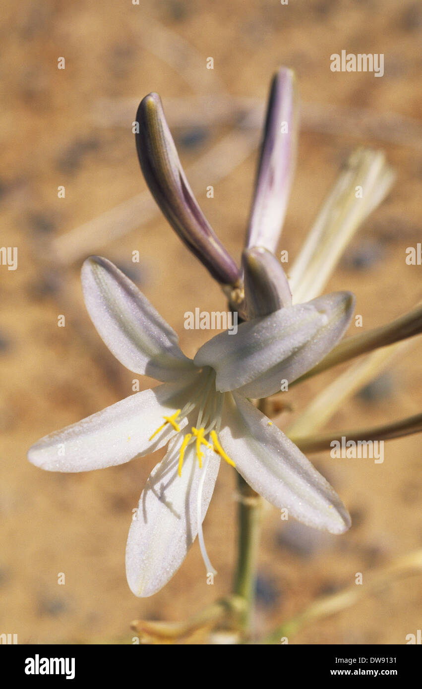 Ajo lily hi-res stock photography and images - Alamy