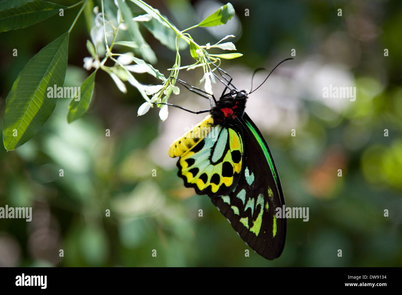 Butterfly at The Key West Butterfly & Nature Conservatory, Key West ...