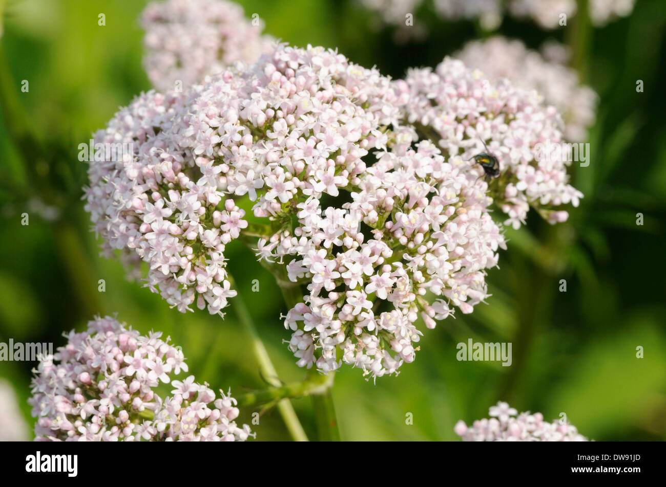 Common valerian hi-res stock photography and images - Alamy