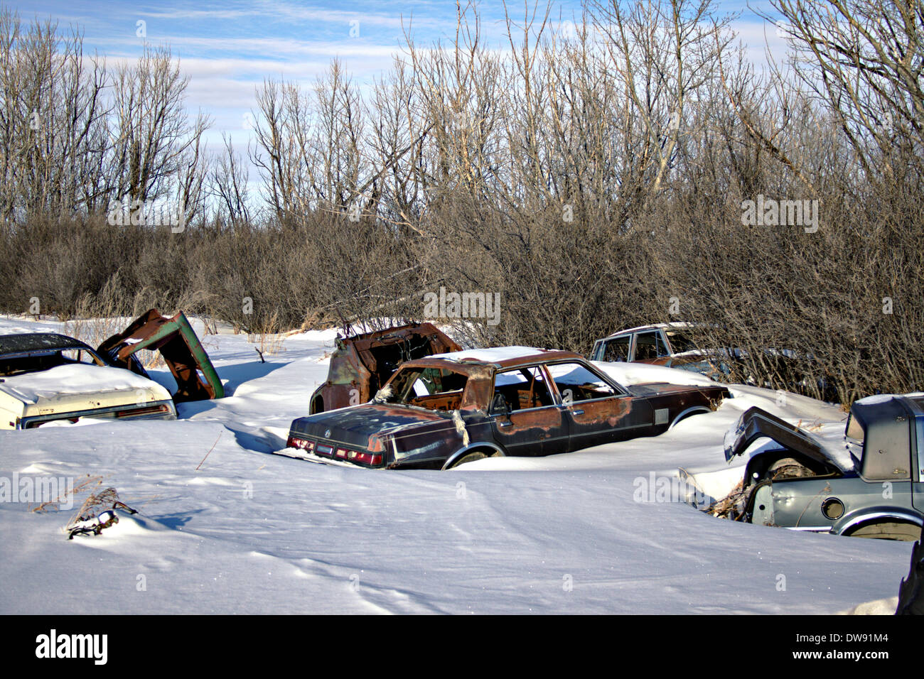 old junk cars buried deep in snow in Alberta, Canada Stock Photo - Alamy