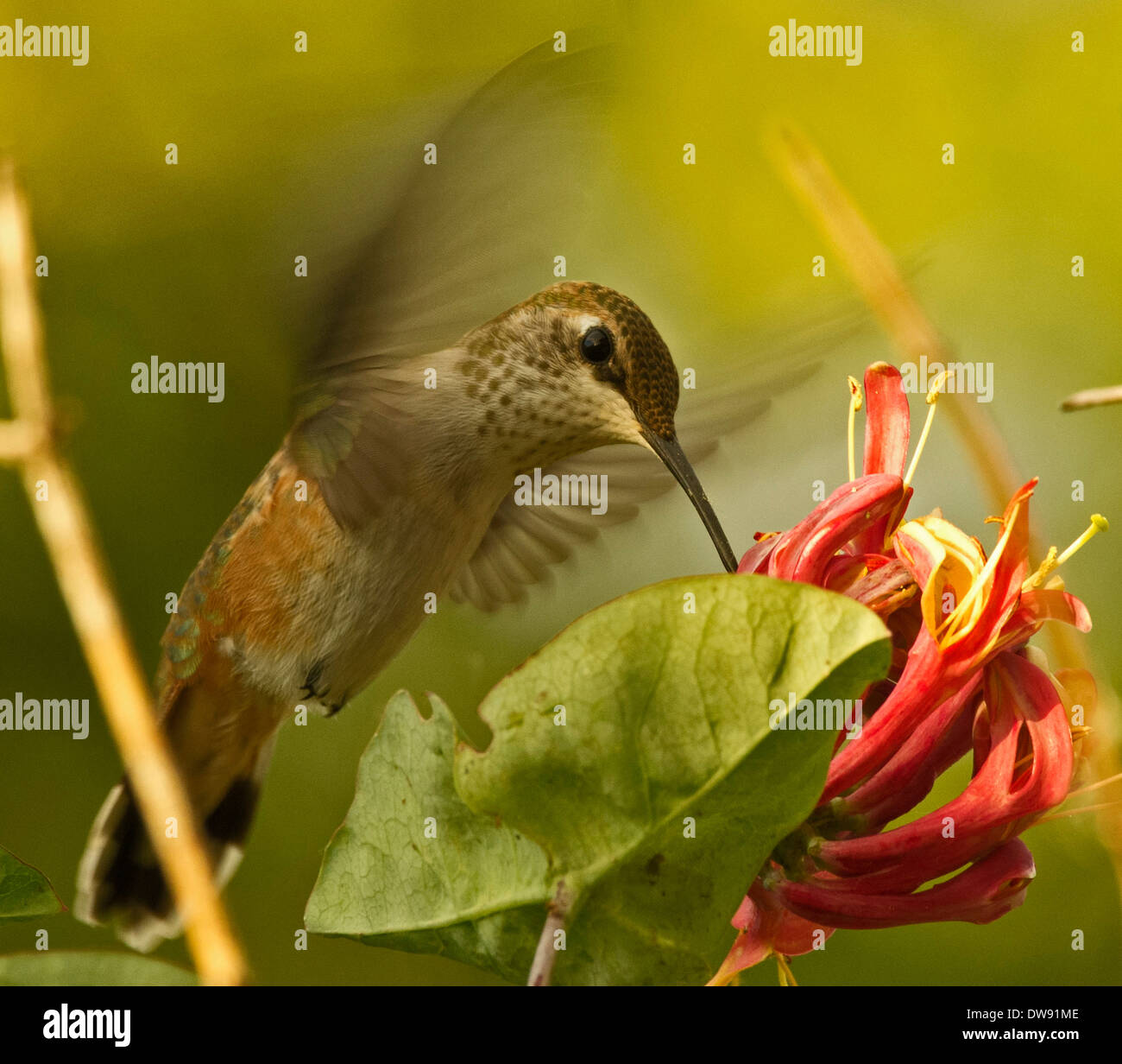 Rufus Hummingbird Selasphorus rufus Stock Photo - Alamy