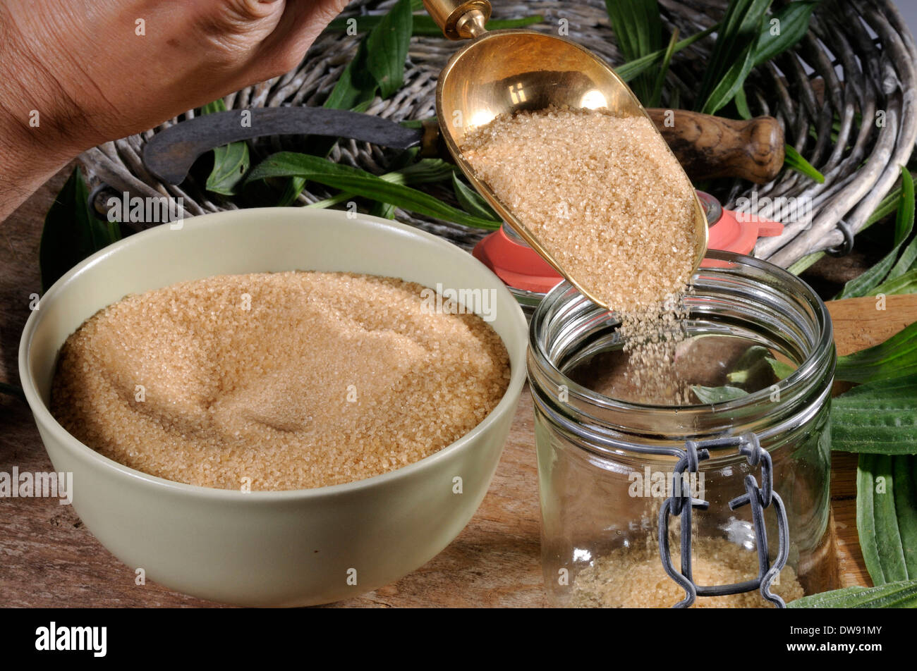 English Plantain syrup Stock Photo - Alamy