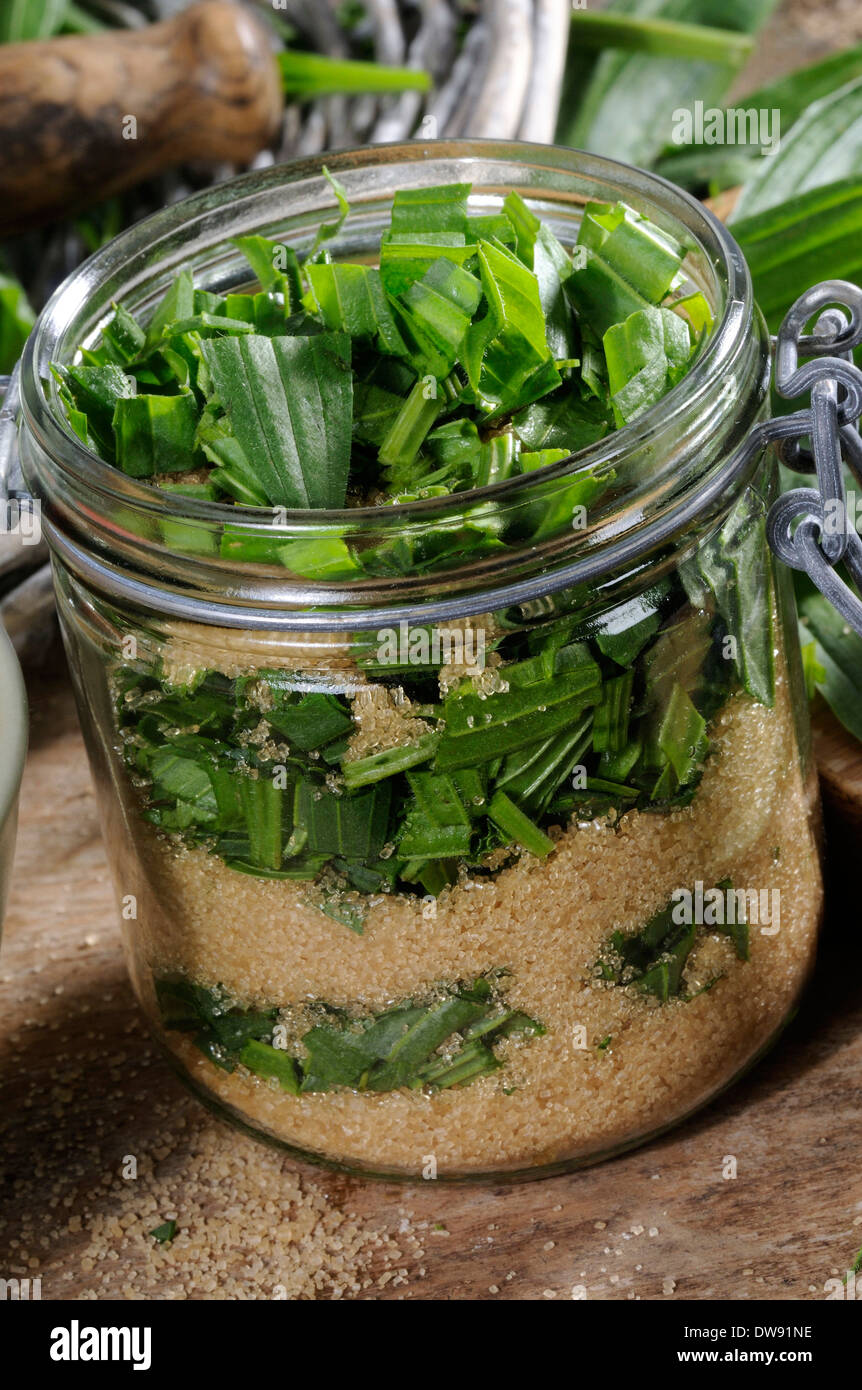 English Plantain syrup Stock Photo - Alamy