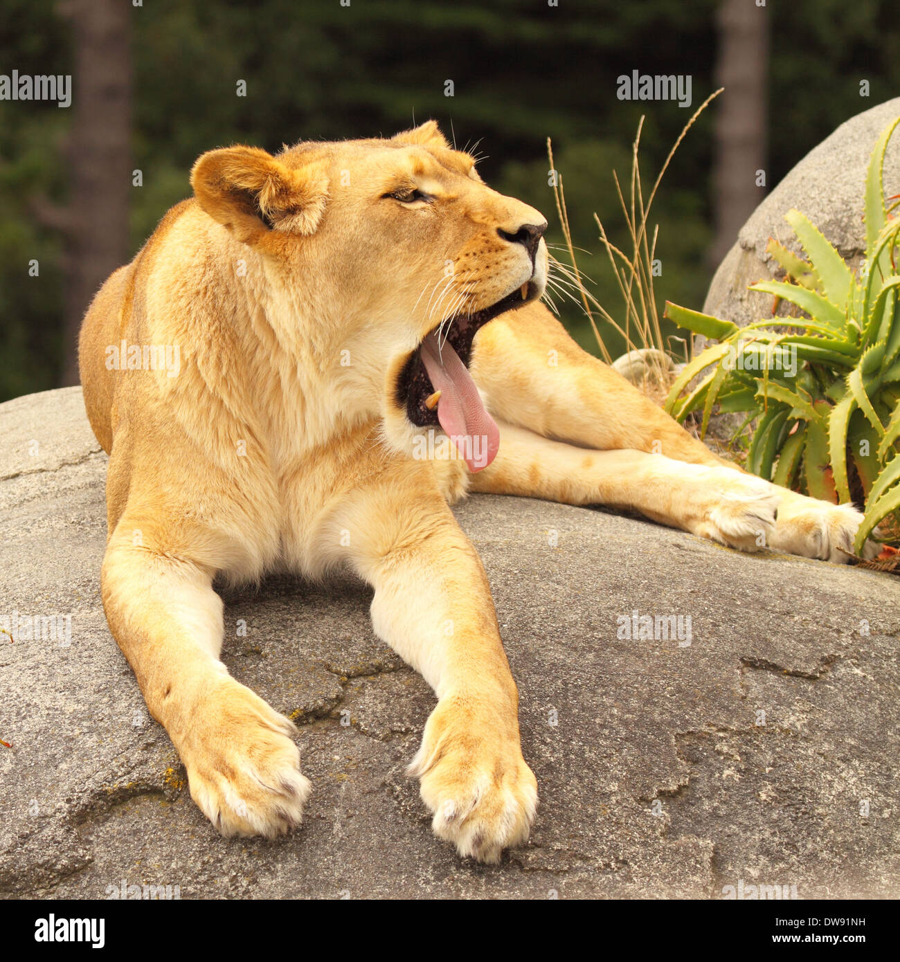 An African Lion giving a large yawn in the afternoon Stock Photo - Alamy