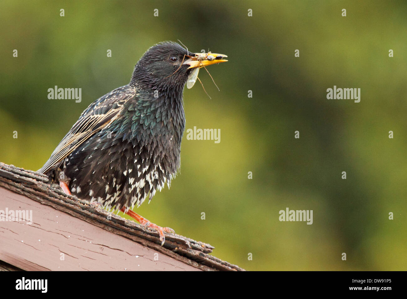 Bird feed on insects hi-res stock photography and images - Alamy