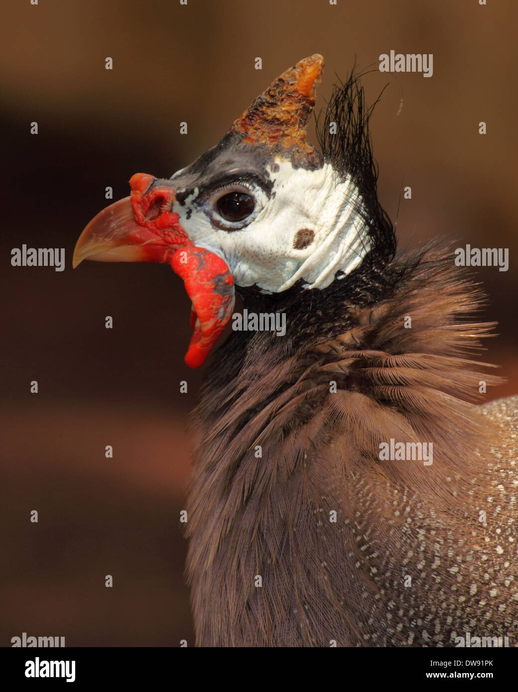 A portrait of a male Helmeted Guinea Fowl Stock Photo - Alamy