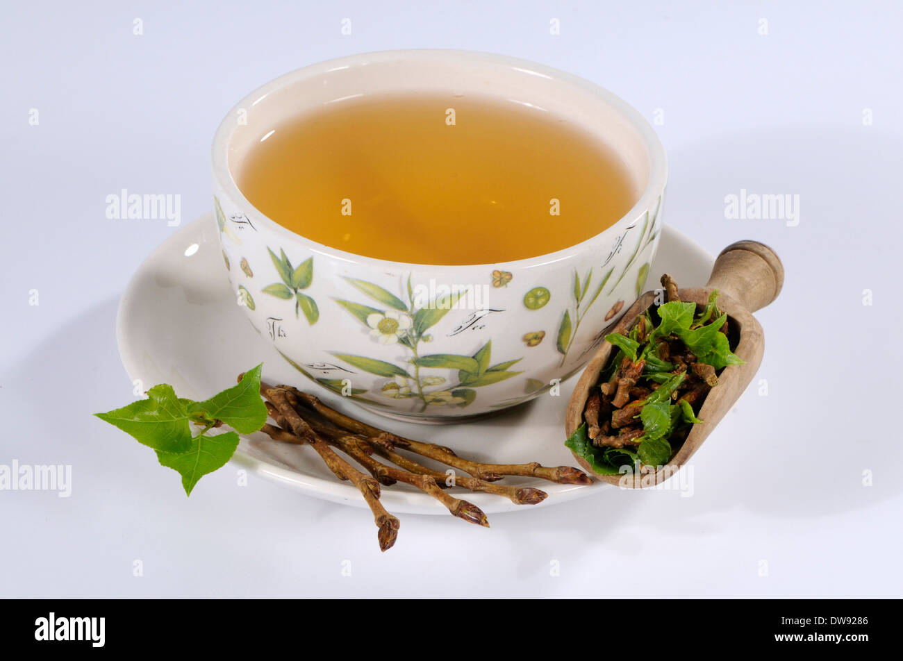 Black Poplar bud tea Stock Photo - Alamy