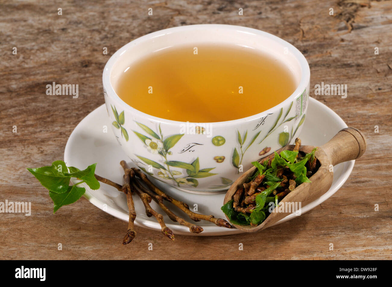 Black Poplar bud tea Stock Photo - Alamy